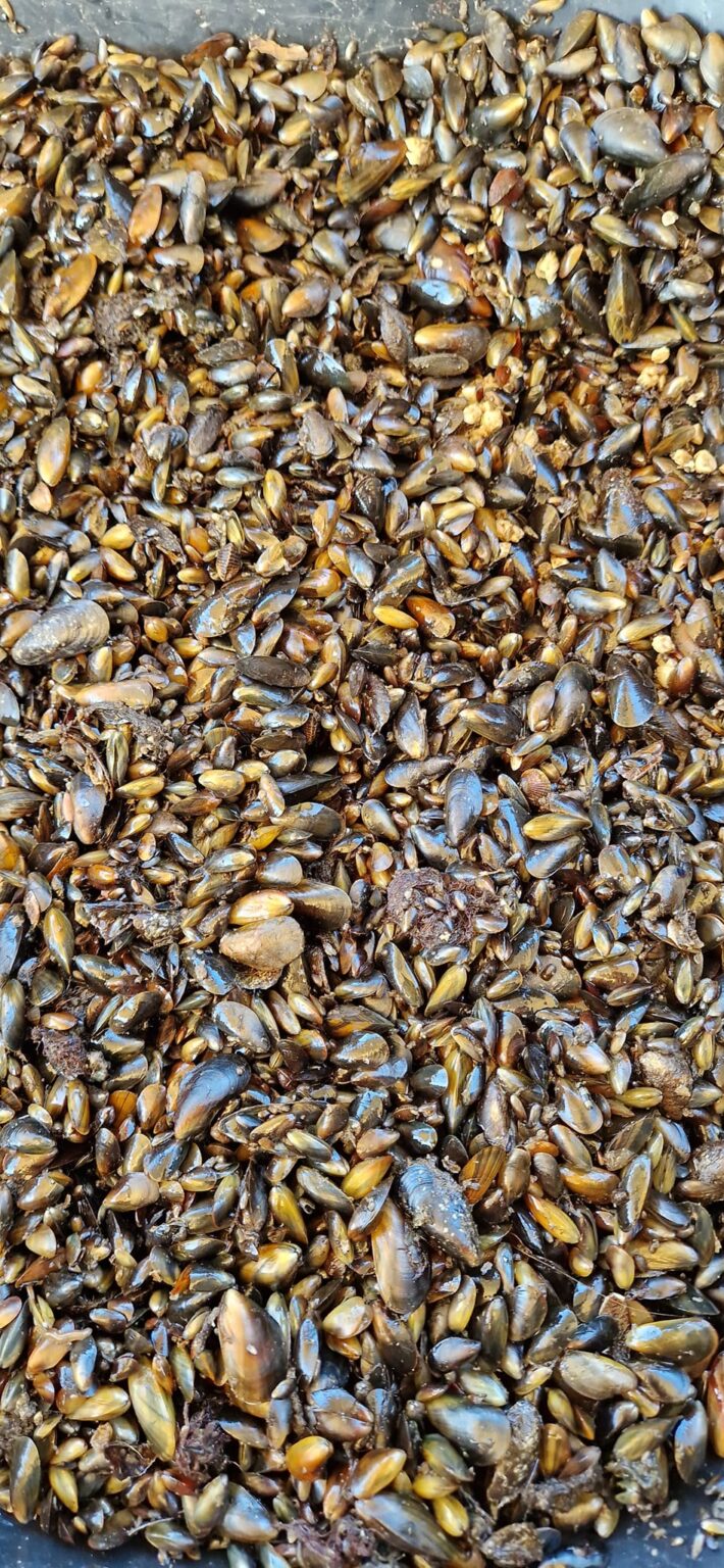 Muslinger er godt for miljøet – Roskilde Oplevelseshavn